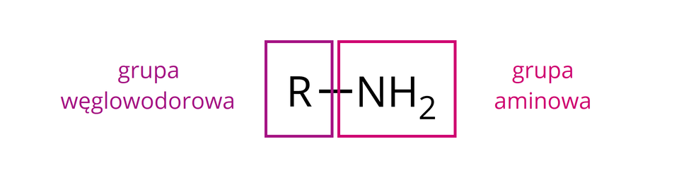 Budowa i właściwości amin i aminokwasów - Budowa i właściwości amin i ...