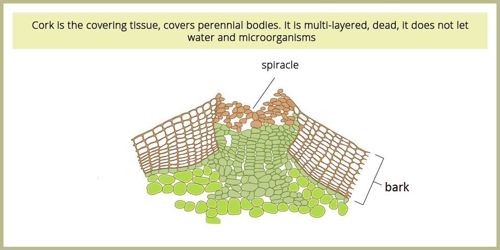 Covering tissues - Zintegrowana Platforma Edukacyjna