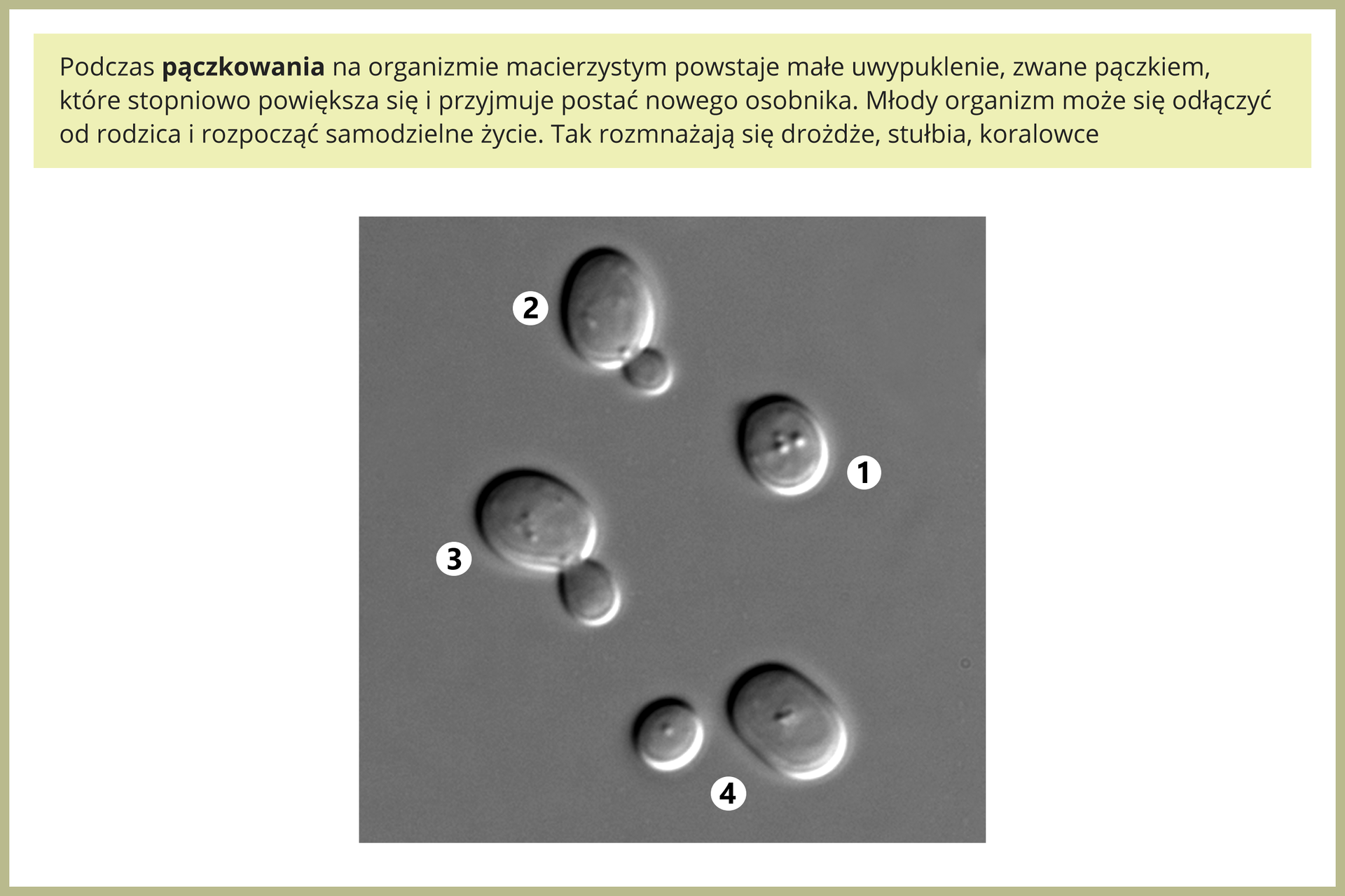 Rozmnażanie i rozwój - Zintegrowana Platforma Edukacyjna