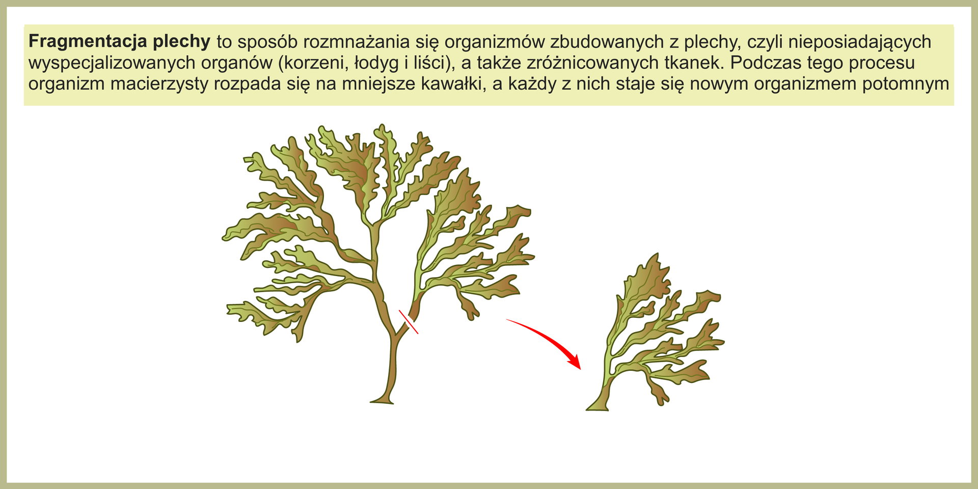 Rozmnażanie i rozwój - Zintegrowana Platforma Edukacyjna