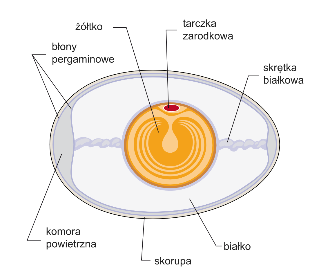 Ptaki - Zintegrowana Platforma Edukacyjna
