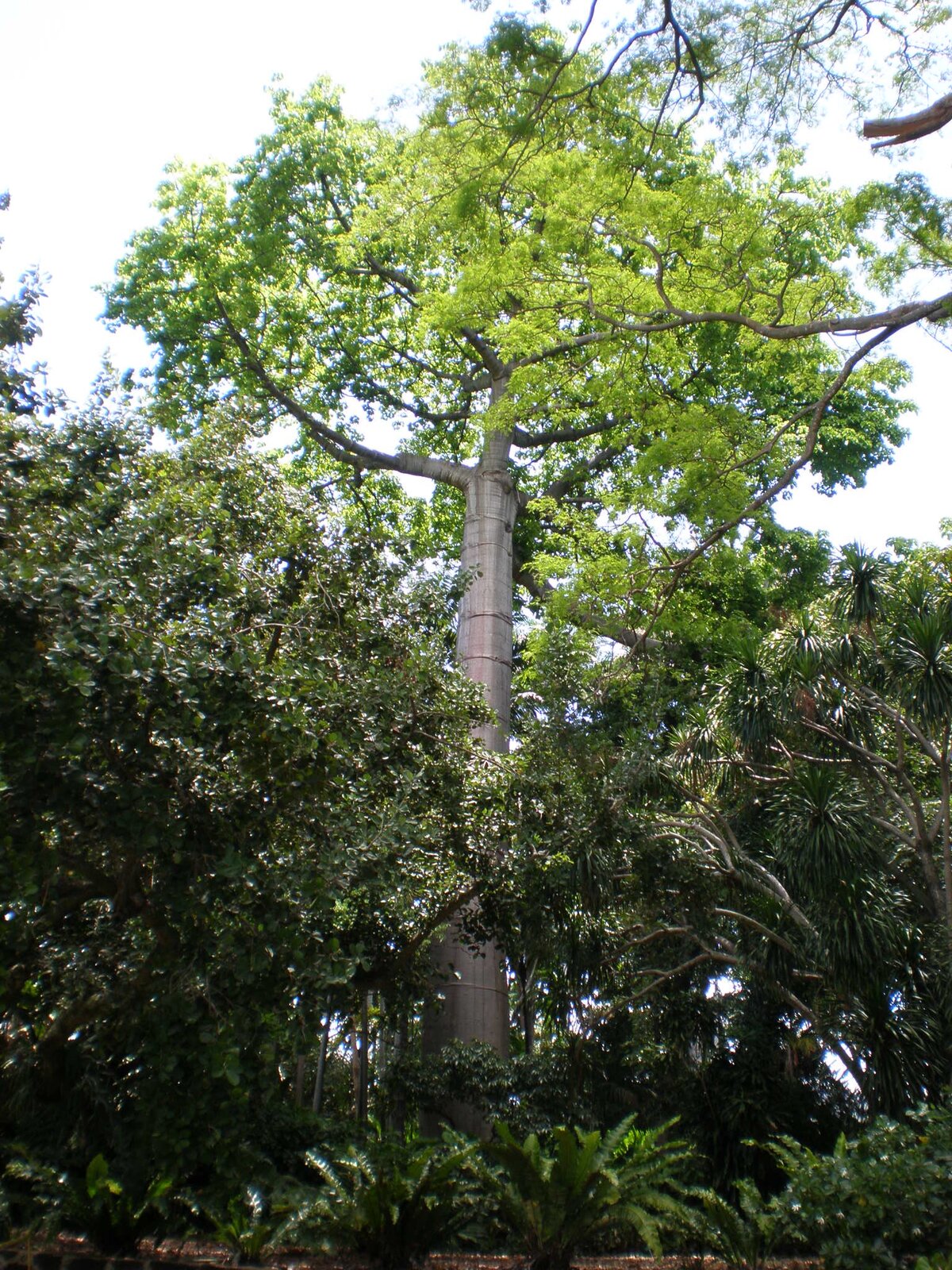 Krajobrazy świata: wilgotnego lasu równikowego i lasu strefy ...