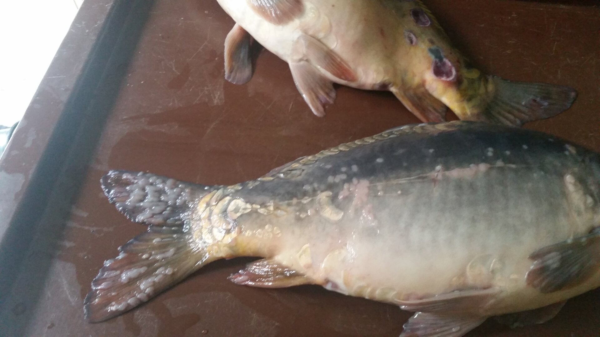 Charakterystyczne objawy chorobowe ryb - Zintegrowana Platforma Edukacyjna