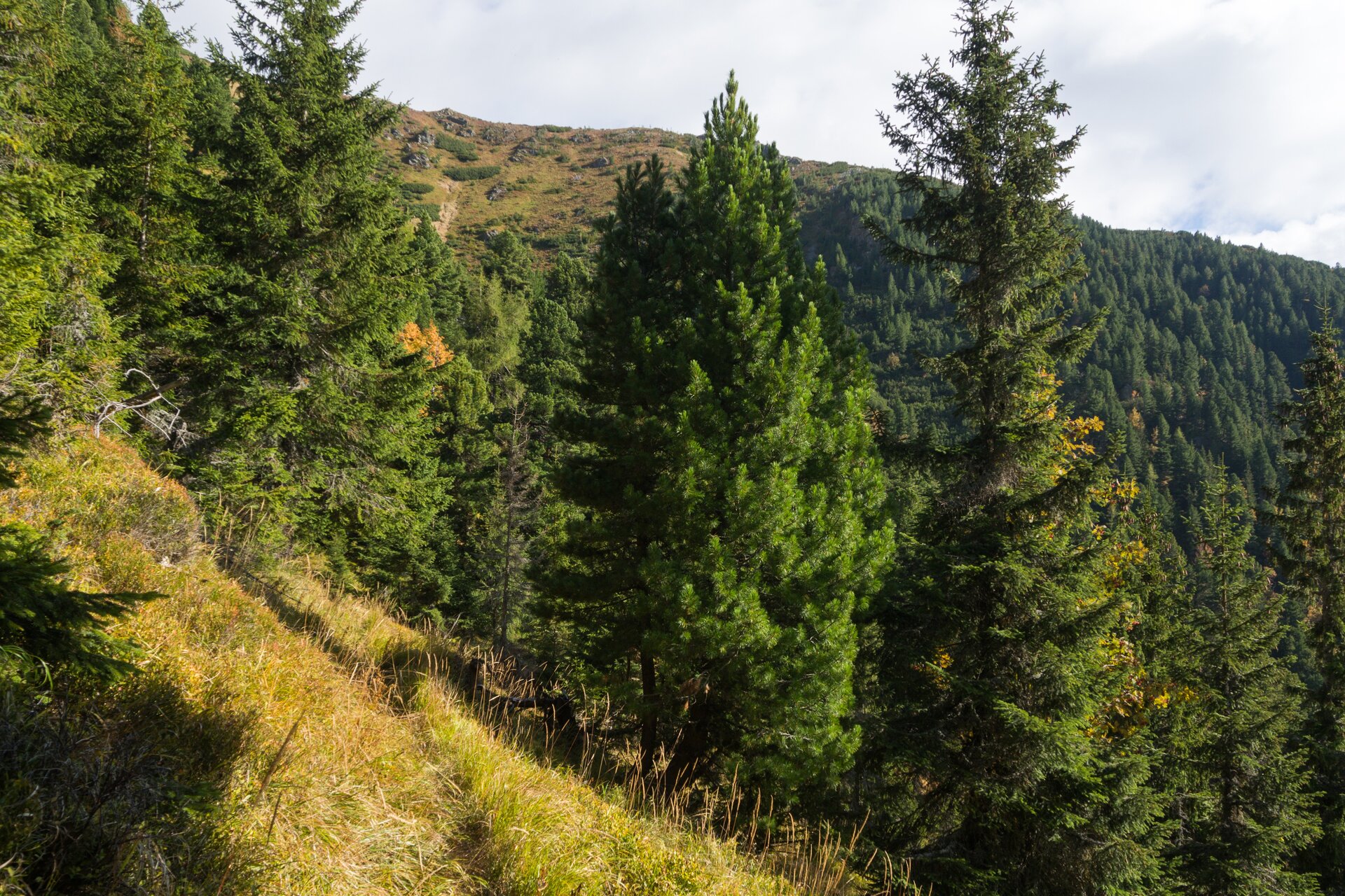 Piętra roślinne w górach - Zintegrowana Platforma Edukacyjna