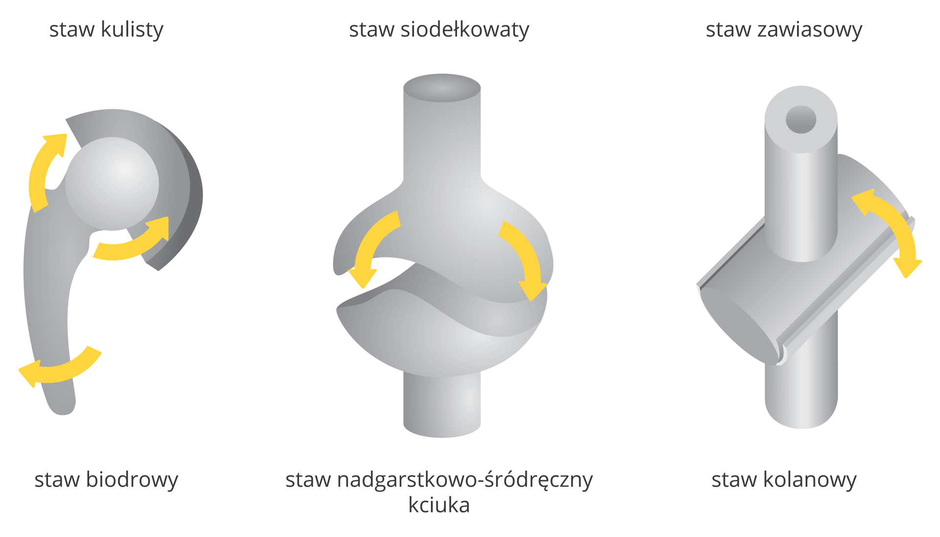 Układ ruchu – kości i stawy - Zintegrowana Platforma Edukacyjna