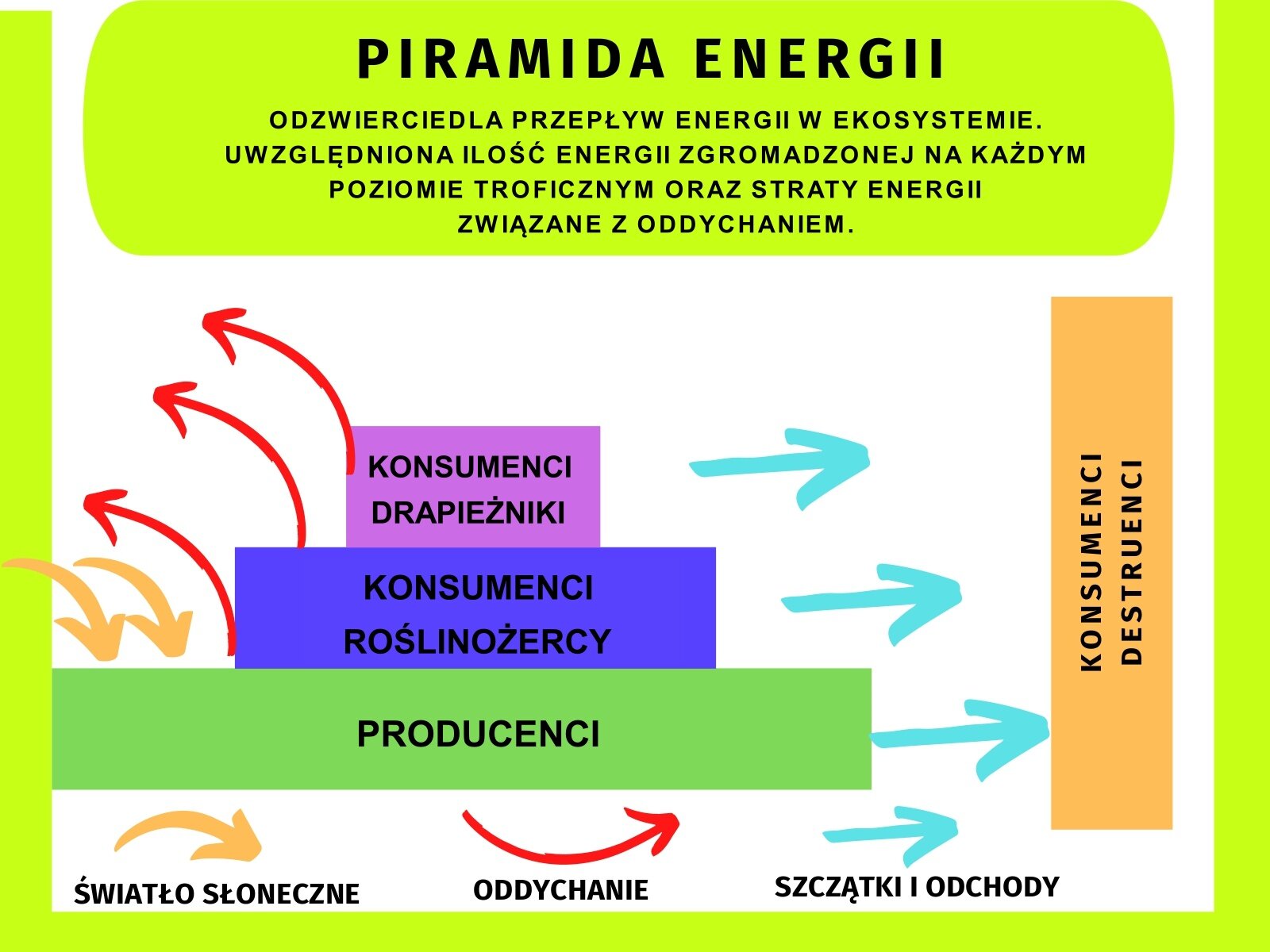 Ekosystem – obieg materii i przepływ energii - Zintegrowana Platforma ...