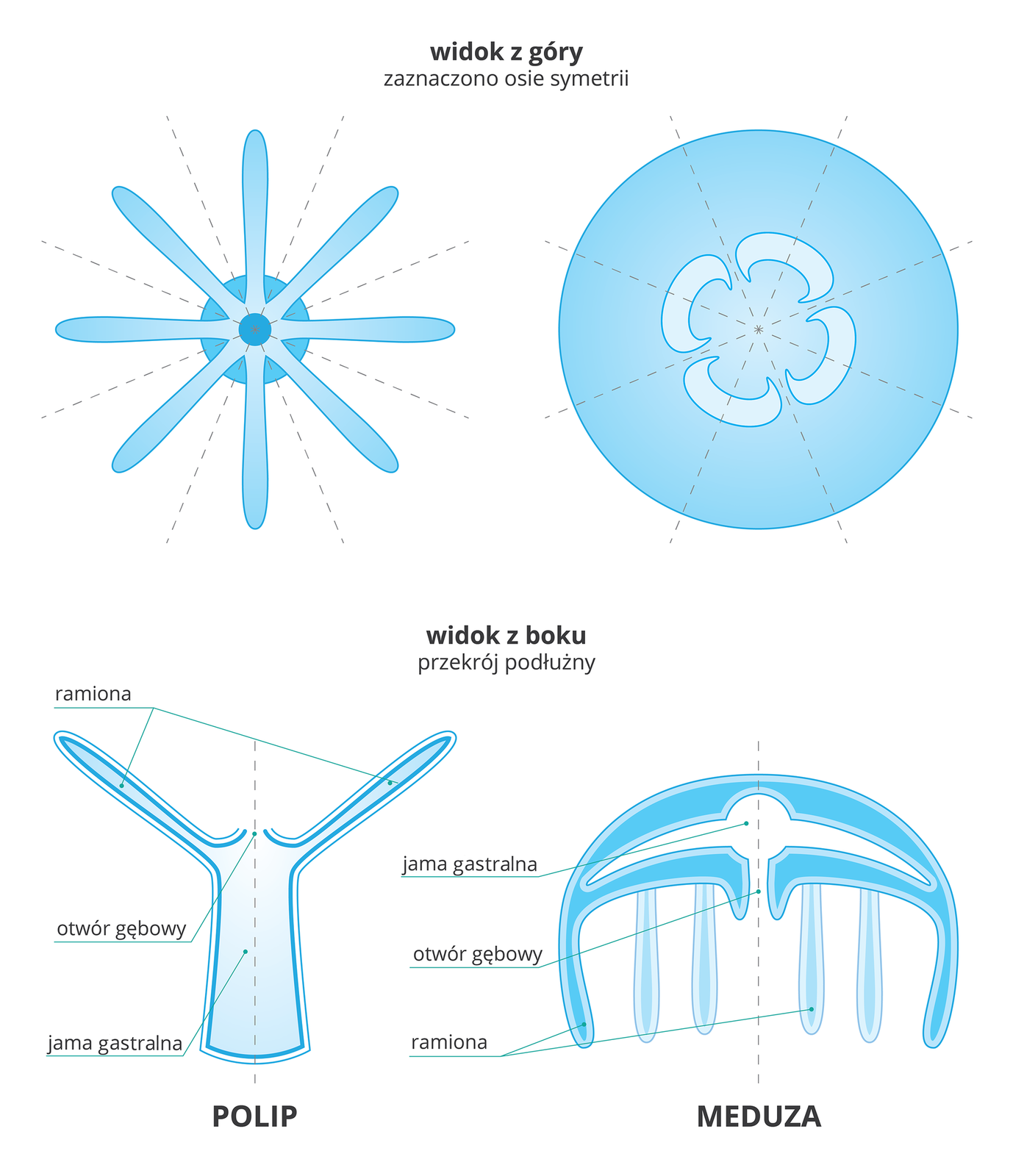 Parzydełkowce - Zintegrowana Platforma Edukacyjna
