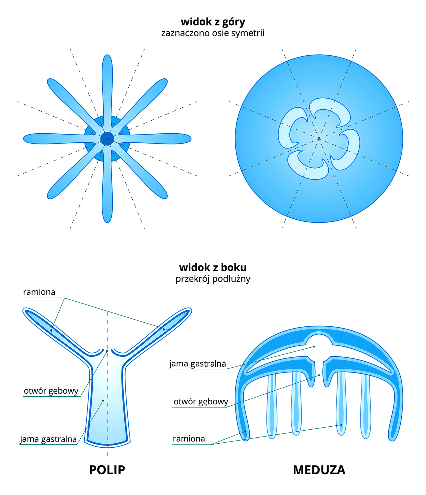 Parzydełkowce - Zintegrowana Platforma Edukacyjna