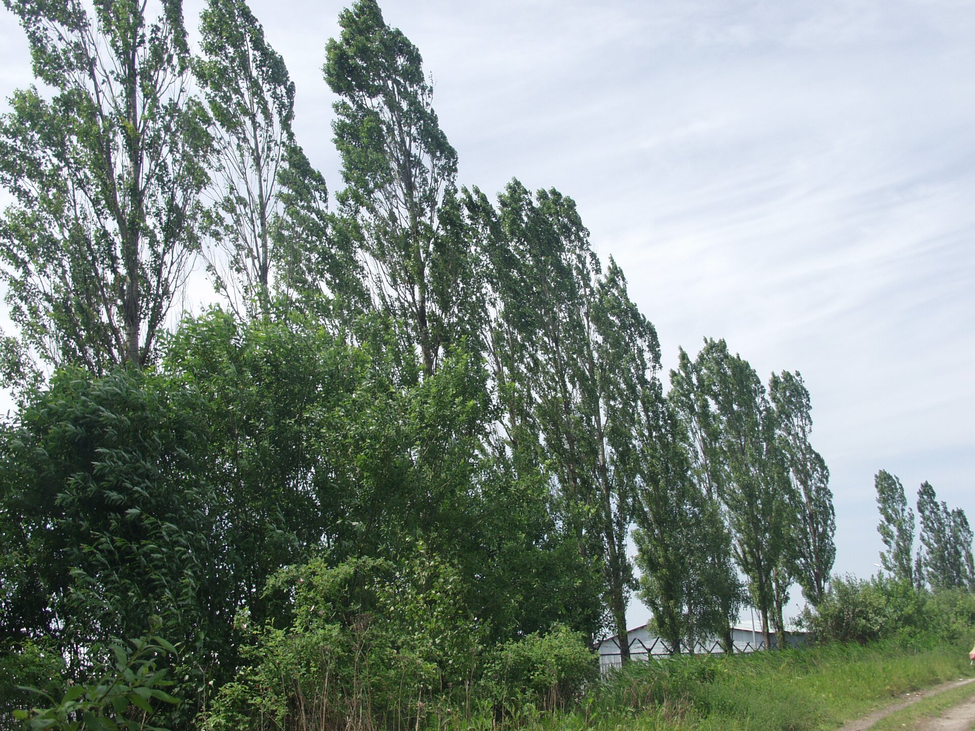 Topole - Topole - zpe.gov.pl